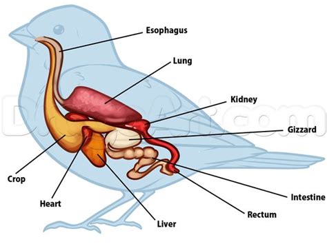Bird Reproductive Anatomy Diagram