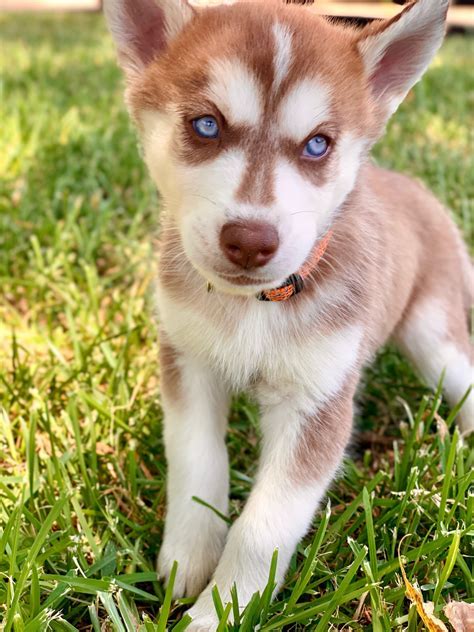How Do You Get An Alaskan Husky