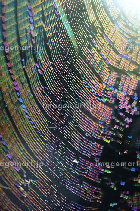 朝日を浴びて虹色に輝く蜘蛛の巣 クローズアップの写真素材 イメージマート