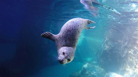 Seal Wallpapers 4k Hd Seal Backgrounds On Wallpaperbat