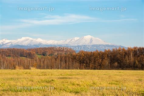 晩秋のカラマツ林と雪山 大雪山の写真素材 228691445 イメージマート