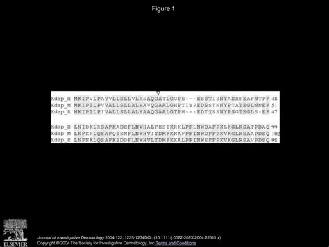 Characterization Of Kdap A Protein Secreted By Keratinocytes Ppt