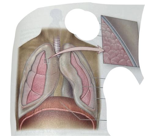 Diagram Of Biol 1711 Respiratory System Pleural Membranes Quizlet