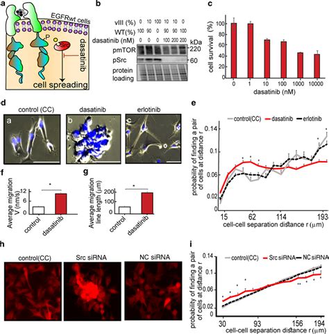 Dasatinib Src Inhibitor Inhibits Spreading Of Egfrviiiegfrwt