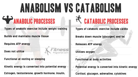 Anabolic State For Muscle Growth Anabolic Vs Catabolic