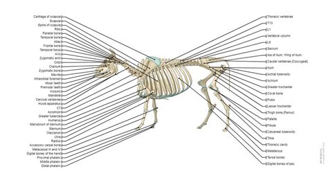Bovine Illustrated Atlas Normal Anatomy Vet Anatomy