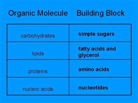Amino Acids Are The Building Blocks Of Carbohydrates At Kristie