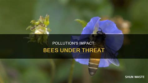 Pollutions Impact Bees Under Threat Shunwaste