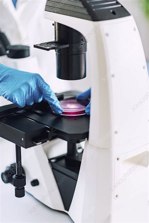 Scientist Using Light Microscope Stock Image F024 6241 Science Photo Library