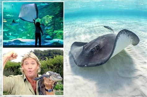 Tragic Stingray Misunderstanding 18 Years After Steve Irwins Death Remains Seemayo