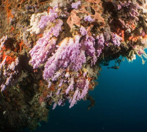 Reef And Coral Maldives Stock Image Image Of Coral Schmit 58324973