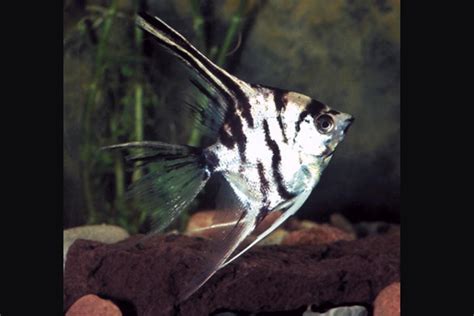 Pterophyllum Scalare Leopard Veiltail Aqualog De