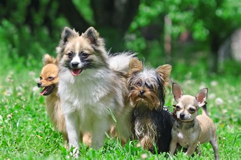 Catégorie De Chien Classification Suivant Le Rôle Des Chiens