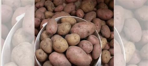Картошка купить в Нижнем Тагиле Товары для дома и дачи Авито