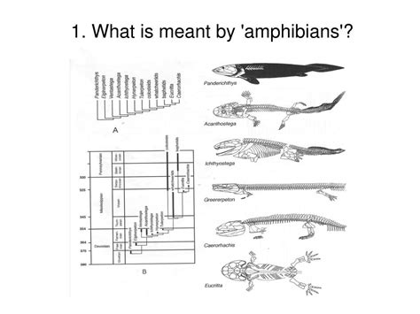 Ppt Limb Evolution In Stem Tetrapods Amphibians And Reptiles Powerpoint Presentation Id