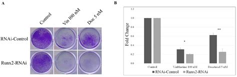 The Role Of Runx2 In Microtubule Acetylation In Bone Metastatic Breast