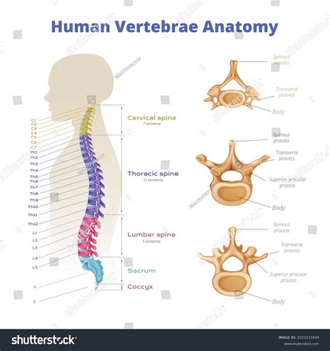 Vertebrae Spinal Cord Anatomy Infographics Diagram Stock Vector