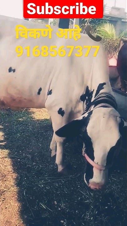 विक्री साठी उपलब्ध क्वालिटी गाभण गाय जि अ नगर Cow For Sale📞9168567377