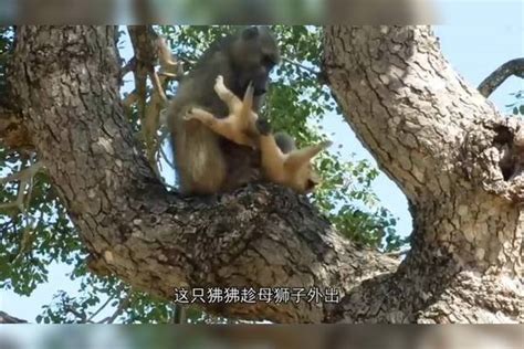 狒狒偷走小狮子，将其当成幼崽照顾， 镜头记录神奇画面！镜头狒狒画面
