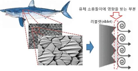 상어비늘로 전신수영복을 네이버 블로그