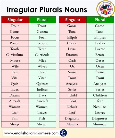 Basis Plural Chinllas