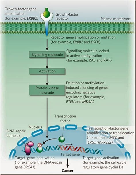 Difference Between Oncogene And Tumor Suppressor Genes