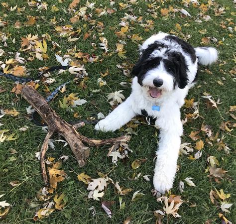 Sheepadoodle Bailey