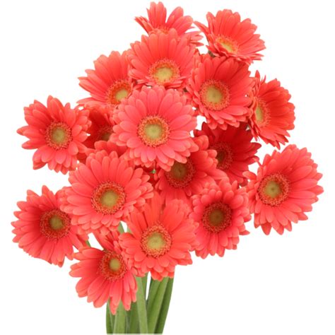 Germini Piccolini Micro Quick Ger Mi Pic Quick Swflorist