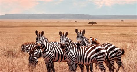 Understanding The Savanna Biome A Look At Climate Vegetation And