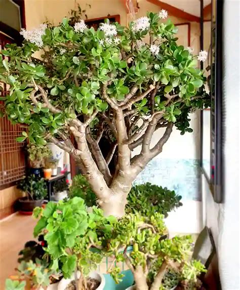 대를 이어 100년간 키우는 실내 식물 염좌 키우기 Botanical House