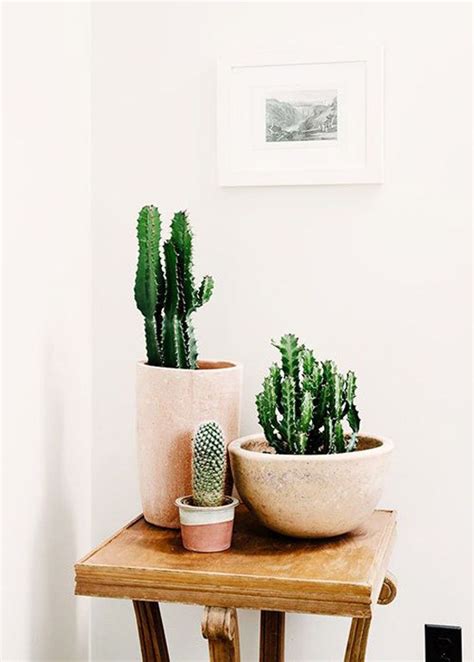 Cactussen Zijn Helemaal Hot Wooninspiratie