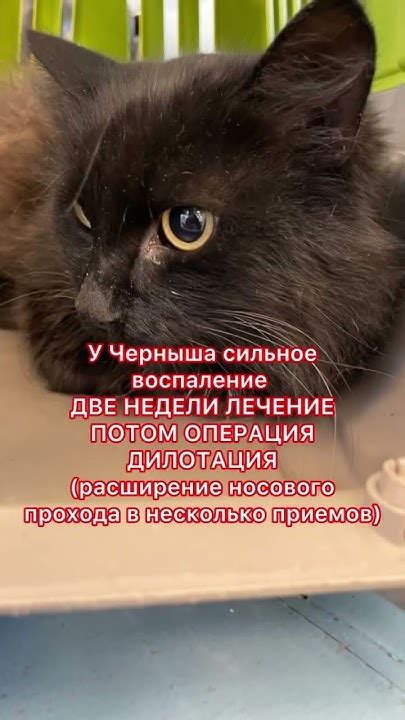 ПОЕЗДКА В КЛИНИКУ С ЧЕРНЫШОМ - YouTube