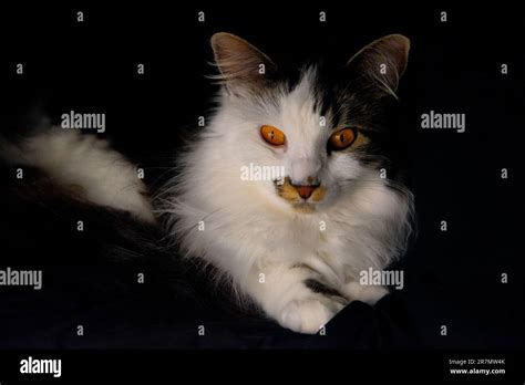 Stunning Black White And Tortise Shell Colored Cat On Black Background With Moody Face Looks