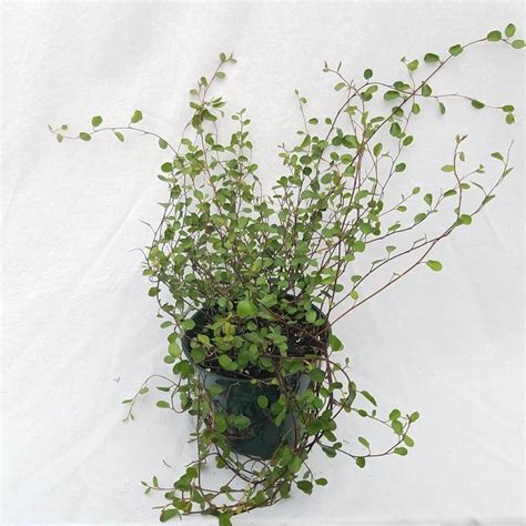 Creeping Wire Vine Creeping Vines Plants Vines