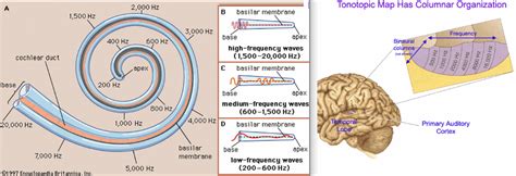 Benefit Of Longer Electrode Array Electrode Arrays Hearpeers Forum