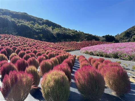 志摩市観光農園 ネモフィラひまわりコキアコスモス ロケ地検索 フィルムコミッション 伊勢志摩観光ナビ 伊勢志摩観光