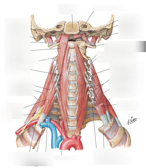 Scalenes Diagram Quizlet