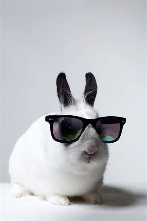 White Rabbit With Glasses Fashionable Funny Fluffy Rabbit In