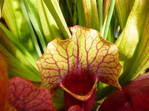 5 Carnivorous Plants You Wouldnt Want To Mess With
