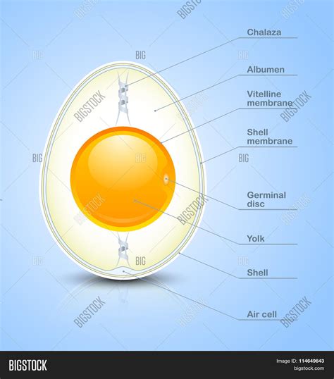 Egg Cross Section Vector And Photo Free Trial Bigstock