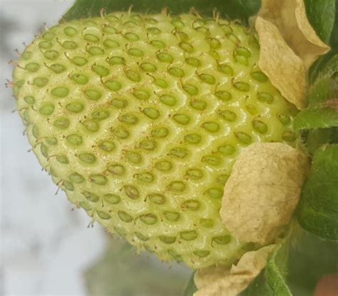 Test Object Detection Model By Strawberryforever