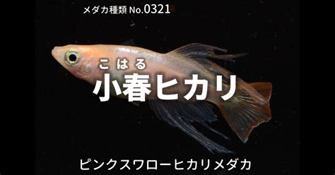 小春ヒカリ（こはるひかり）とは 改良メダカweb図鑑no0321 ピンク メダカの品種 改良メダカweb図鑑