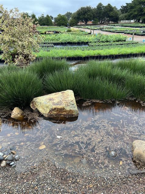 Juncus Effusus Var Pacificus ‘quartz Creek Native Sons Wholesale