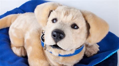 Tombot Creates Hyper Realistic Robotic Puppy For Cognitive Health Aid