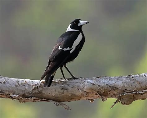 Australian Magpie Facts Diet Habitat And Pictures On Animaliabio