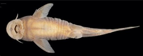 Chiloglanis Carnatus