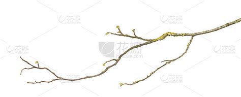 细枝，孤立在白色上
