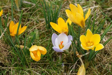 Crocus Chrysanthus Cv