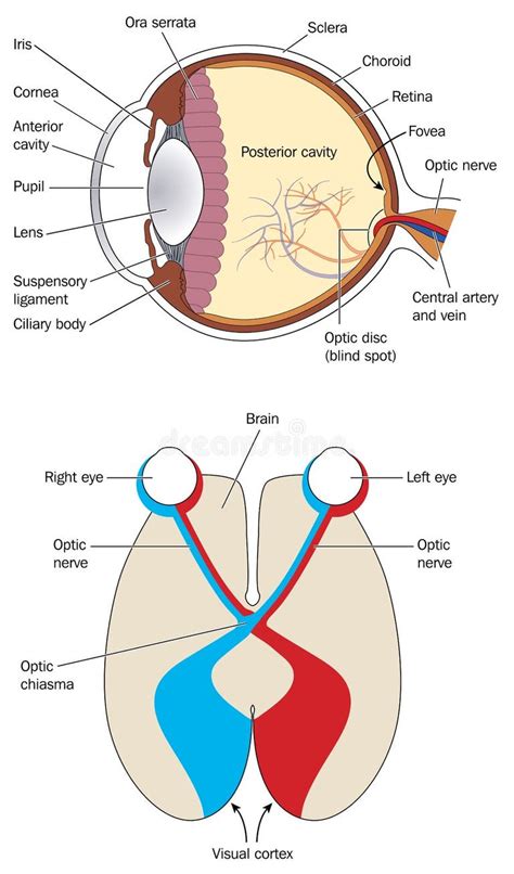 Visual Cortex Stock Illustrations 553 Visual Cortex Stock