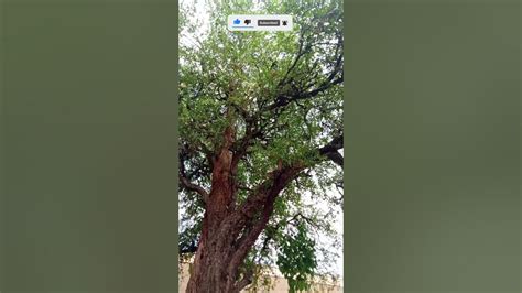 மரத்தில் வாழும் சித்தர்கள் Viral Thiruvannamalai Youtubeshorts Youtube